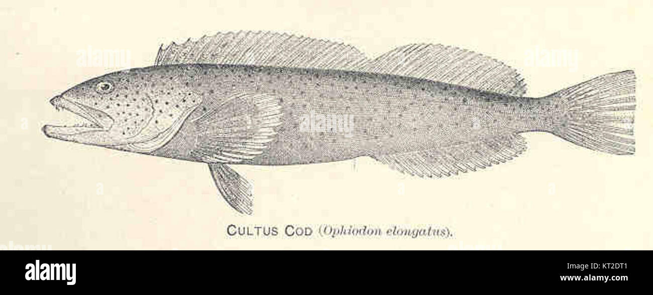 Cultus hi-res stock photography and images - Alamy