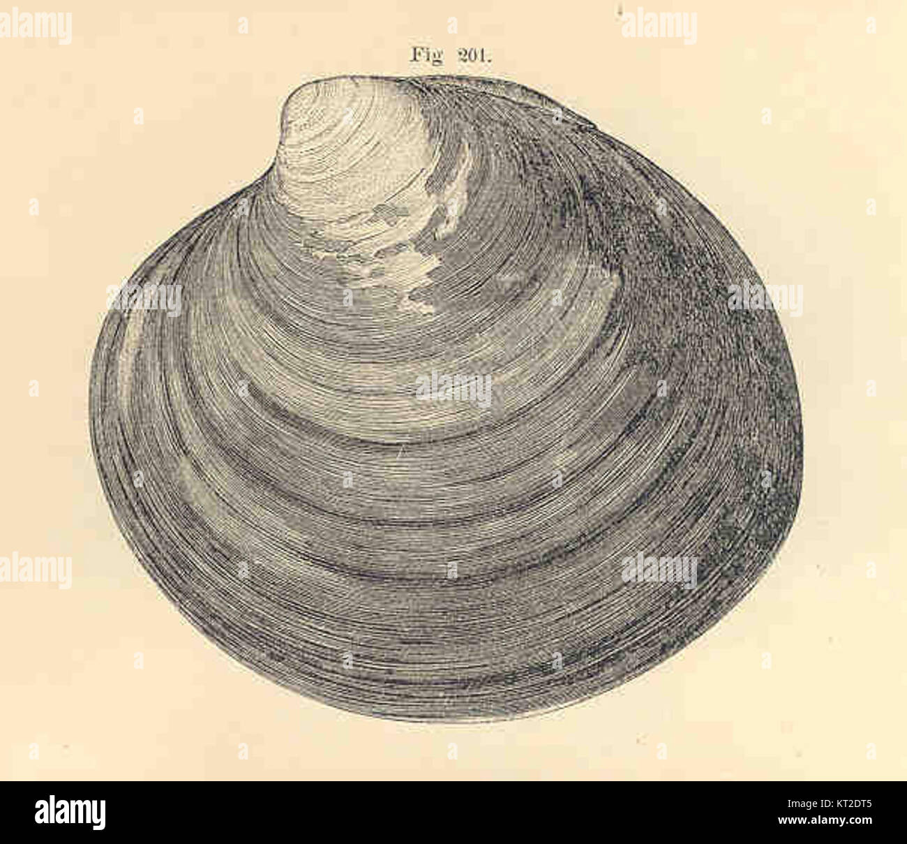 Cyprina hi-res stock photography and images - Alamy