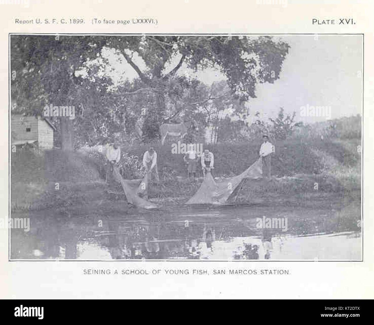 33440 Seining a School of Young Fish Stock Photo - Alamy