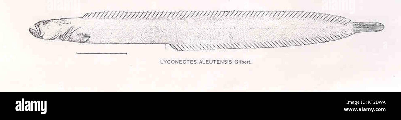 Lyconectes hi-res stock photography and images - Alamy