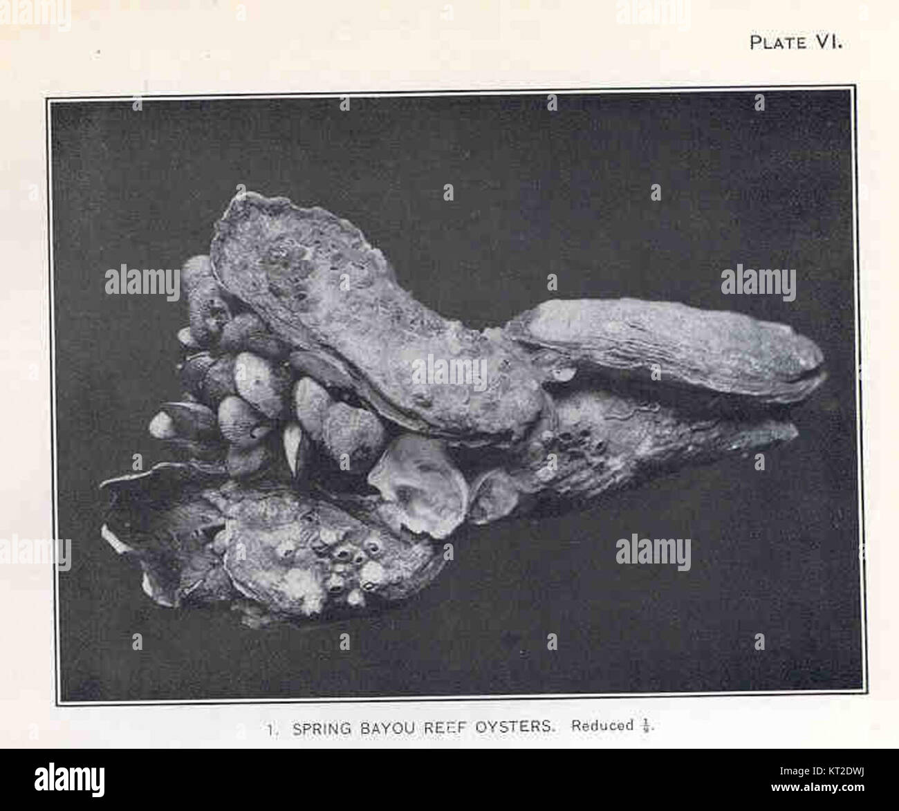 33451 Spring Bayou Reef Oysters.jpg showcases oysters harvested from ...