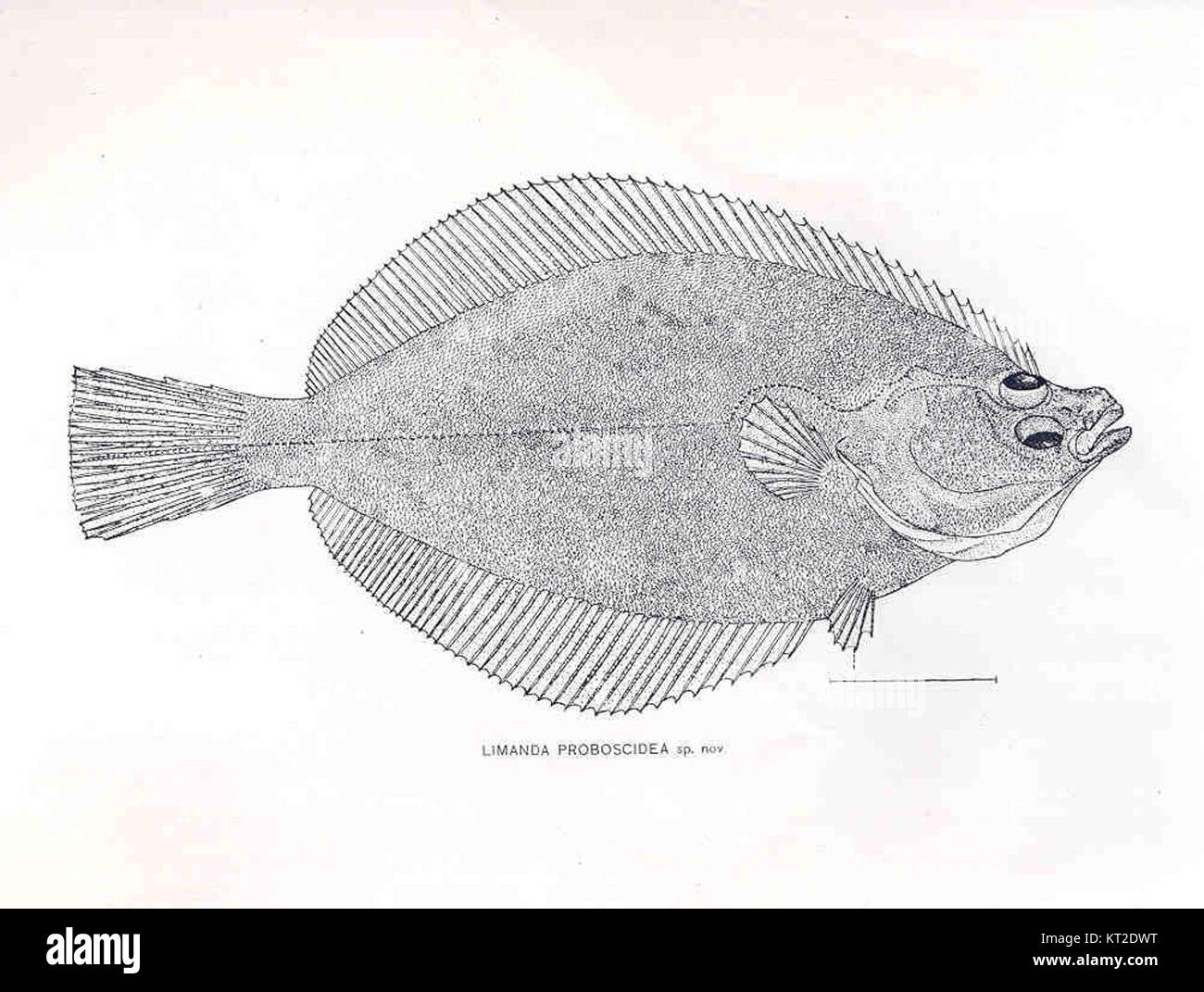 Limanda Proboscidea, a species of flatfish, is identified as a new ...
