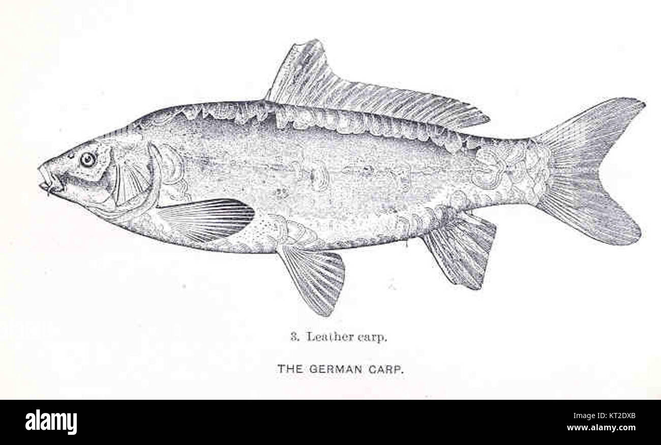 The leather carp, referenced by the number 33472, is a species of fish ...