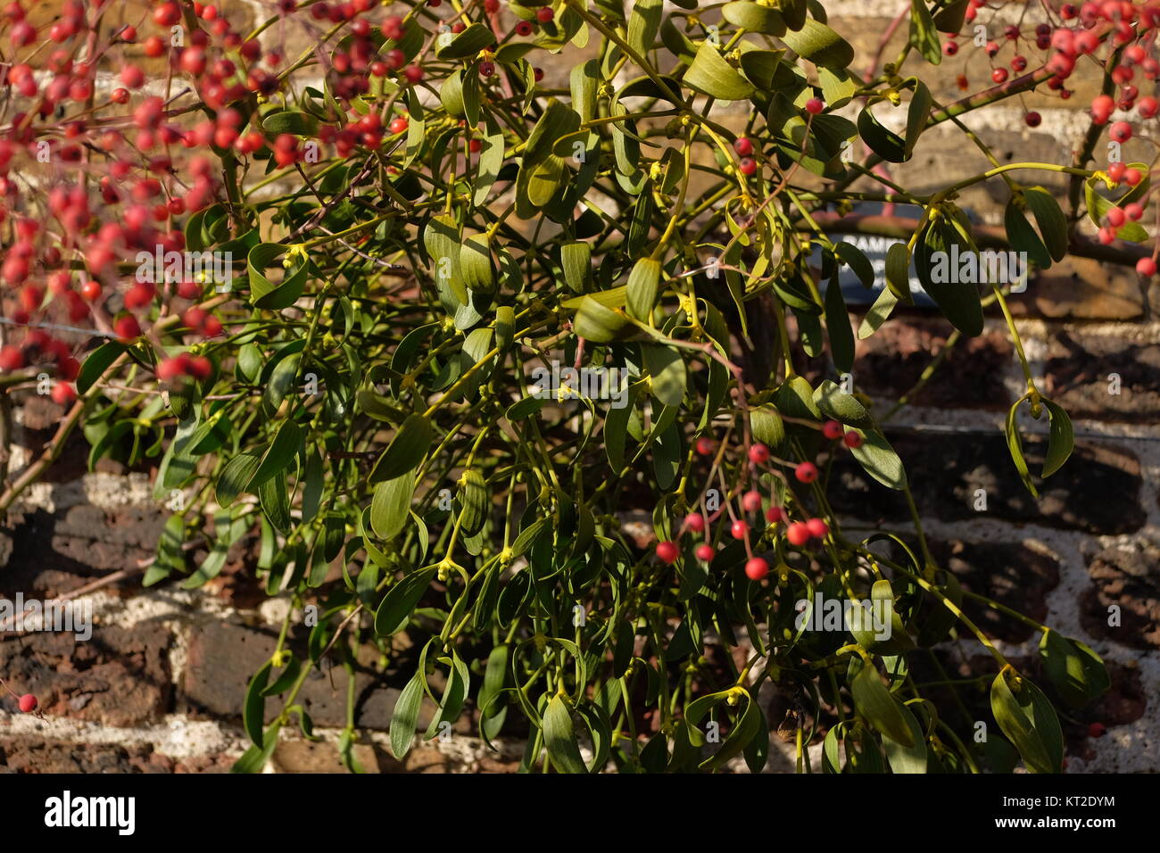 Mistletoe white berries Stock Photo - Alamy