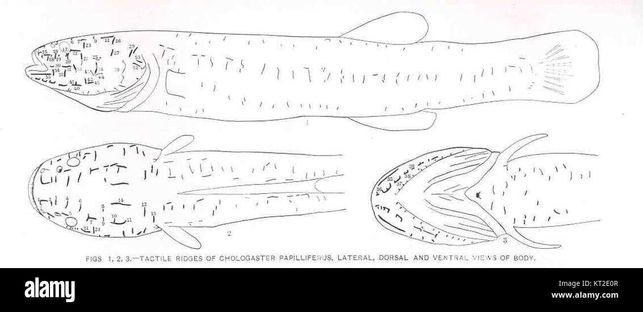 The tactile ridges of *Chologaster papilliferus*, a species of fish ...