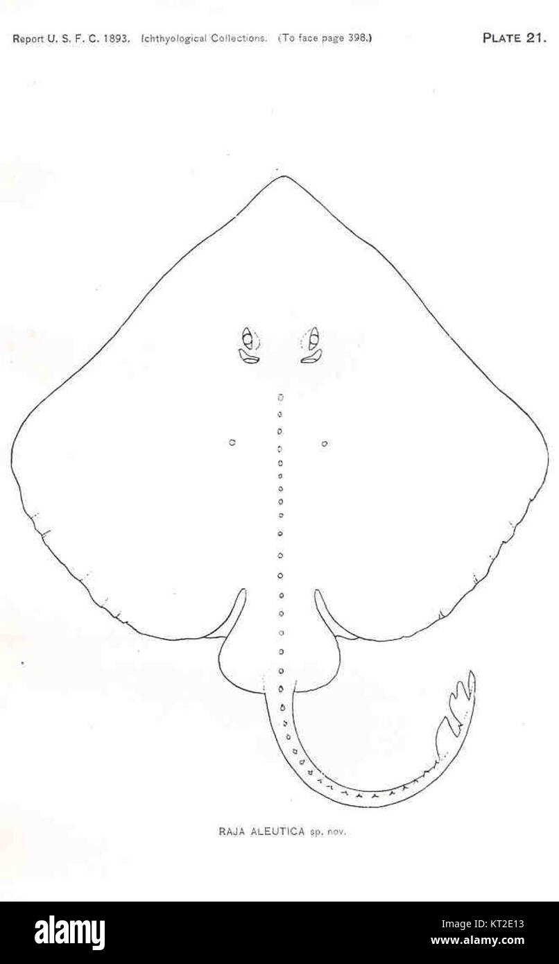 Raja Aleutica spnov is a newly identified species of skate within the ...