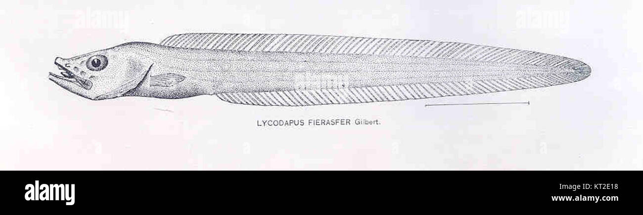 Lycodapus fierasfer, also known as a species of fish, is recognized for ...