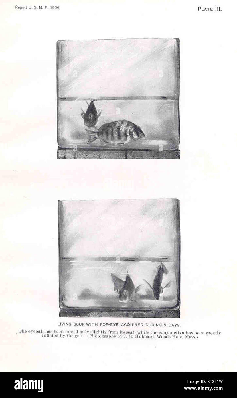 A living scup fish, exhibiting pop-eye, a condition that causes bulging ...