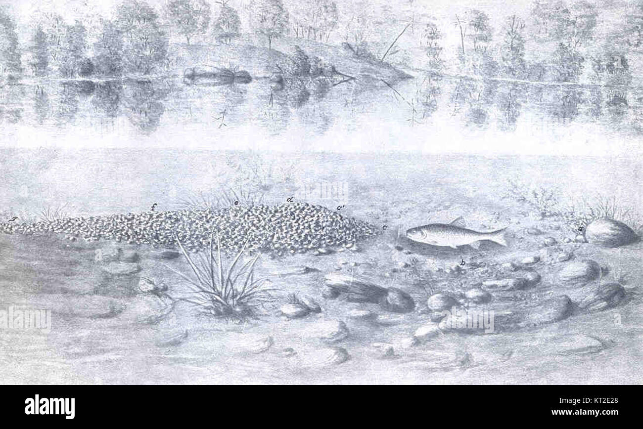 33555 Chub's Nest refers to a location or structure, possibly related ...