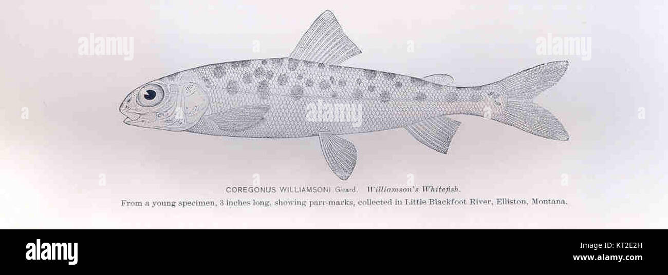 Coregonus williamsoni, also known as the Williamson's whitefish, is a ...