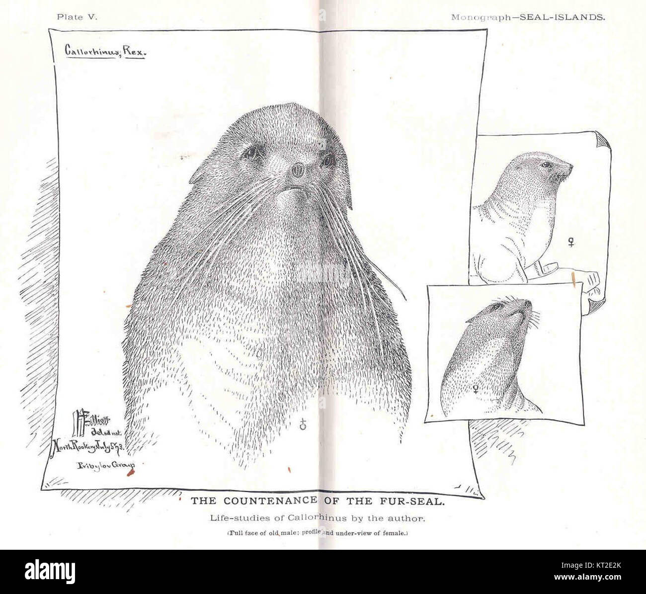 The image represents the countenance of a fur seal, capturing its ...