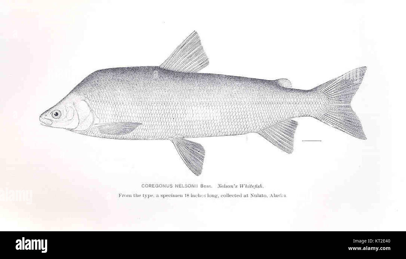 33571 Coregonus Nelsonii Bean Stock Photo - Alamy