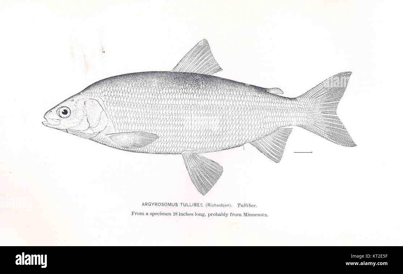 Fish richardson hi-res stock photography and images - Alamy