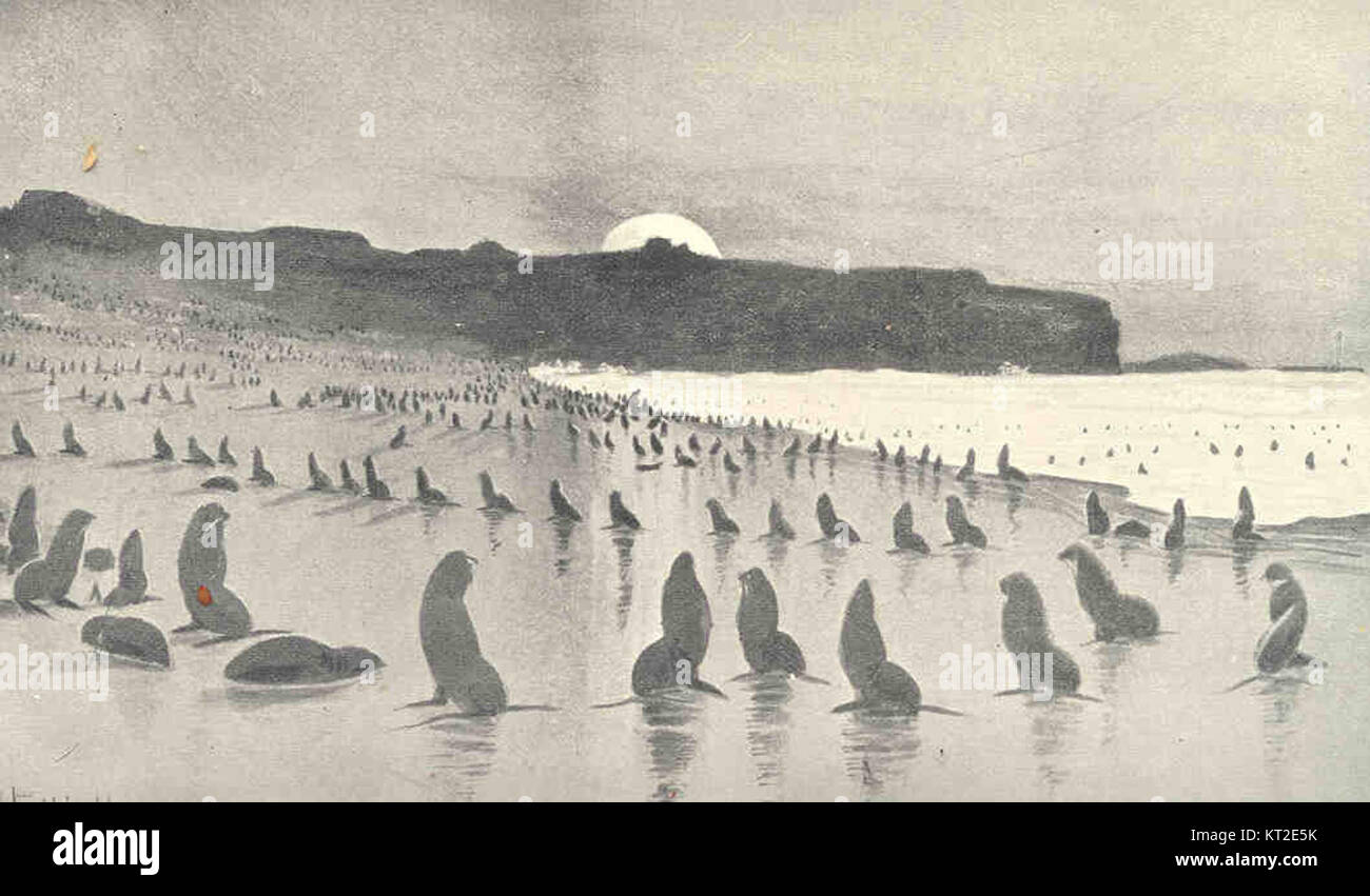 Holluschickie hauling on Tolstoi Sands refers to a specific action or ...