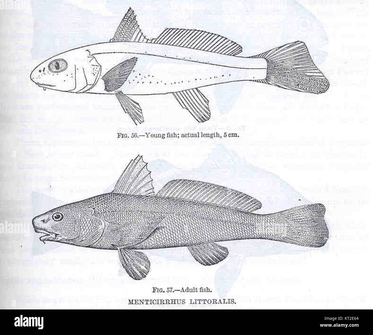 Southern kingfish hi-res stock photography and images - Alamy
