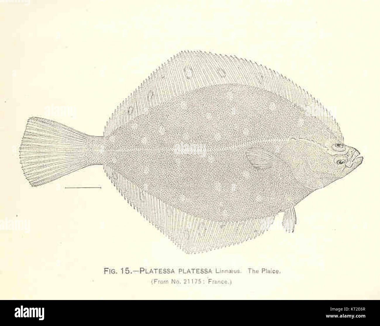Platessa Platessa, commonly known as the European flounder, is a ...