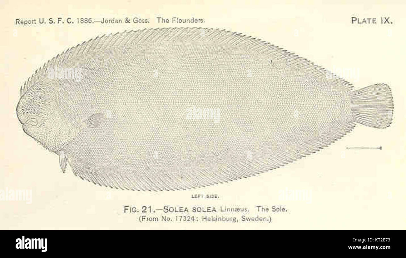 Solea solea, commonly known as the common sole, is a species of ...