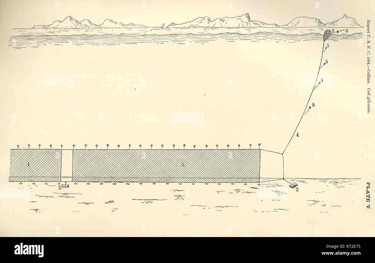 A Norwegian cod gill-net, identified by number 33642, used in ...