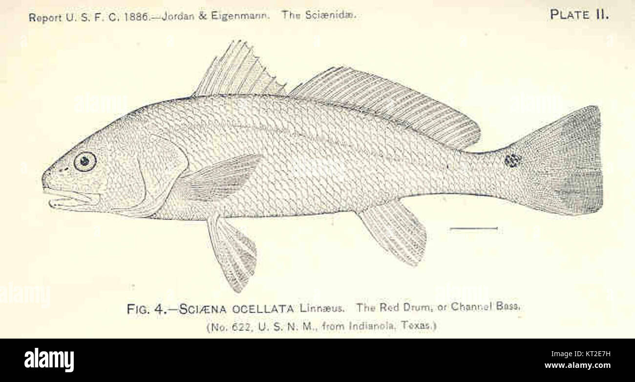 Sciaena hi-res stock photography and images - Alamy