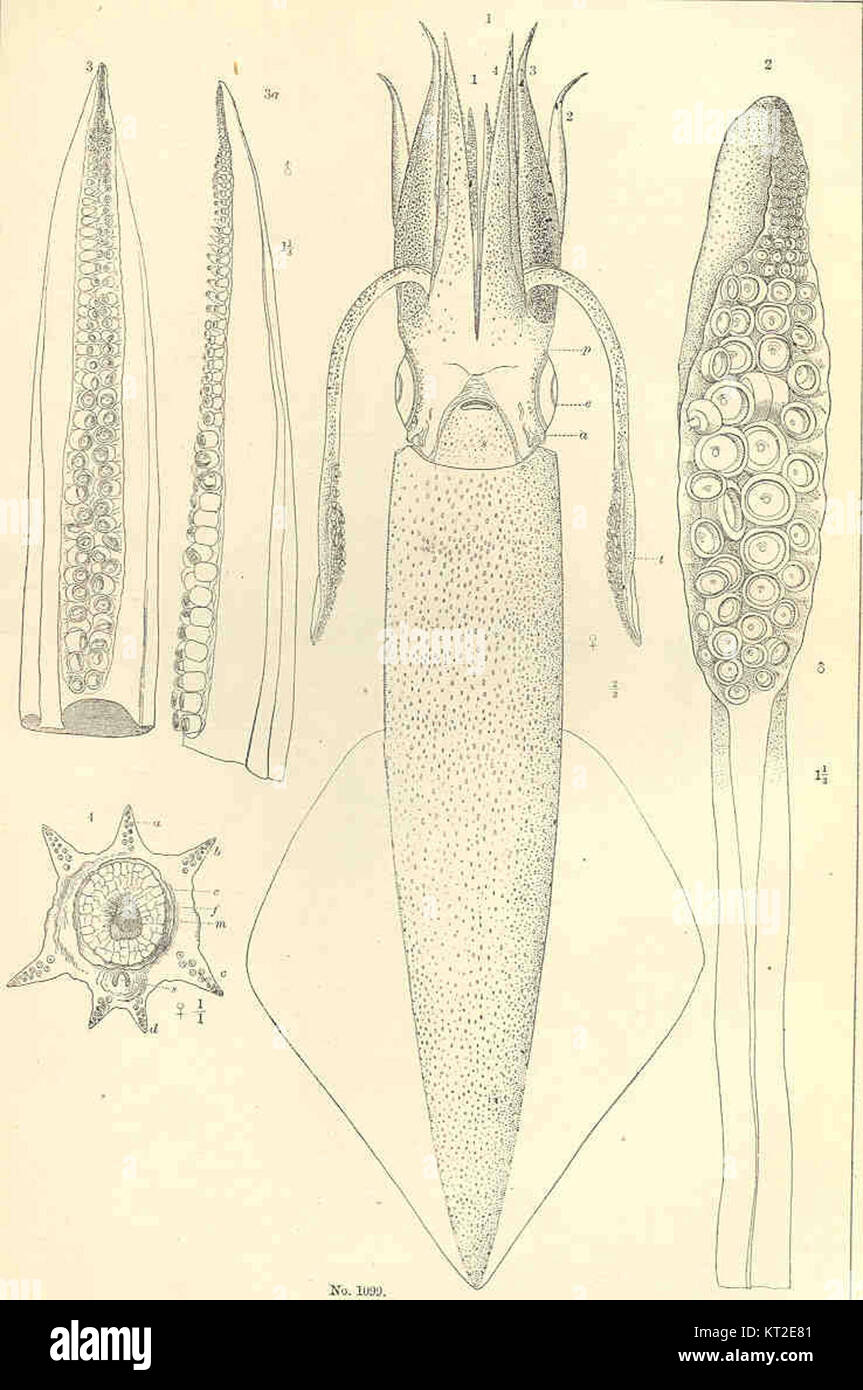 Cephalopods are a class of mollusks that include octopuses, squids, and ...