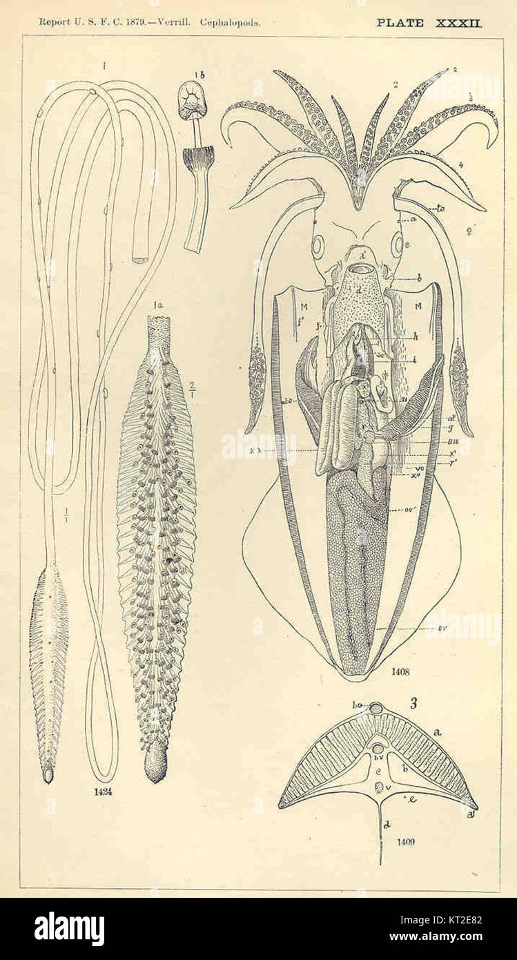 Cephalopods illustration hi-res stock photography and images - Alamy