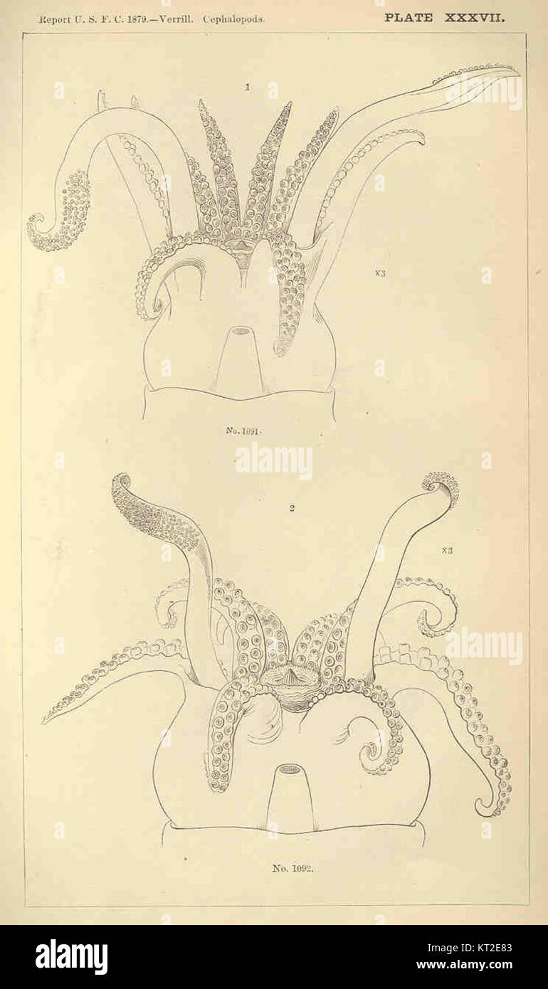 Cephalopods group marine animals hi-res stock photography and images ...