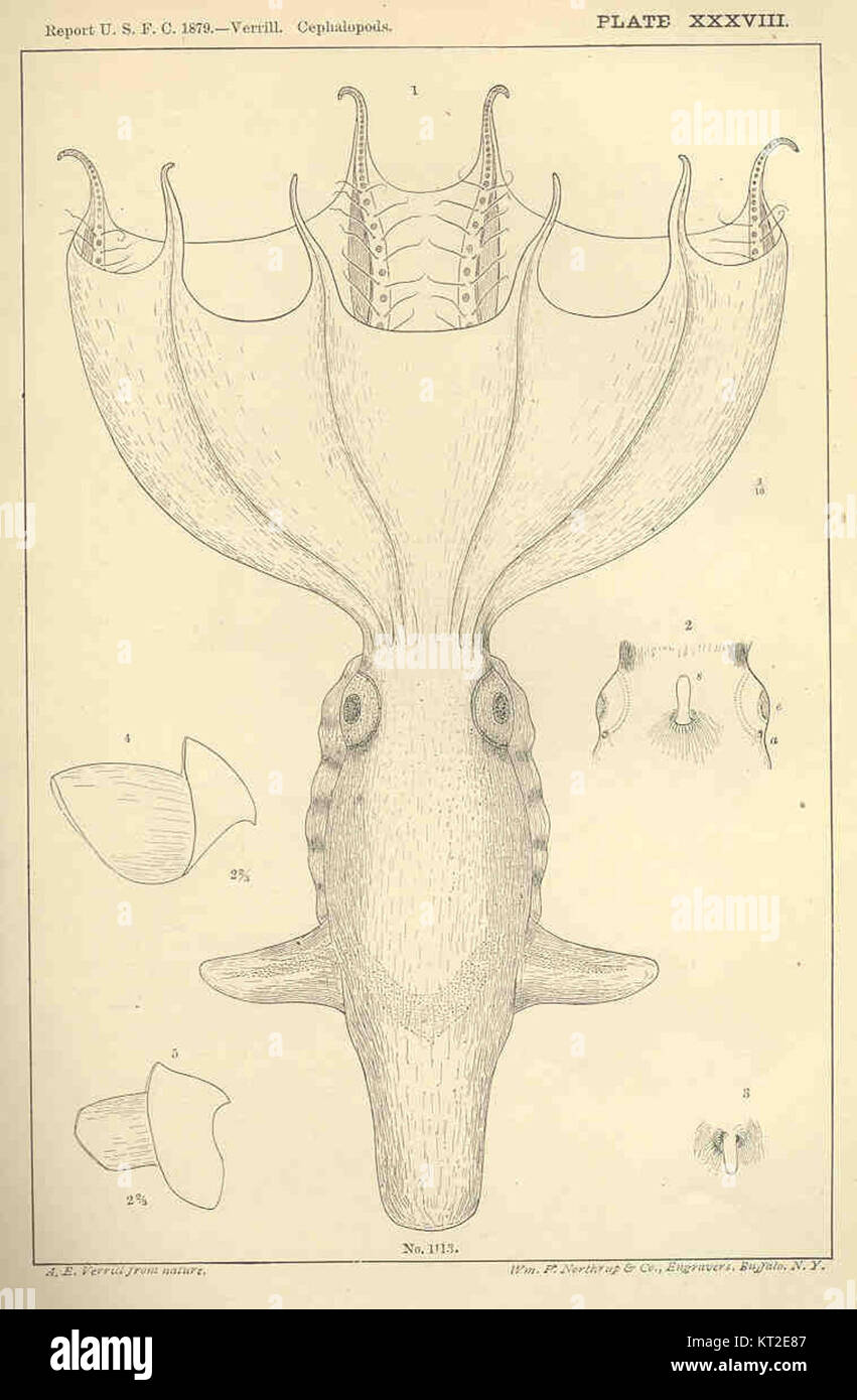 Cephalopods illustration hi-res stock photography and images - Alamy