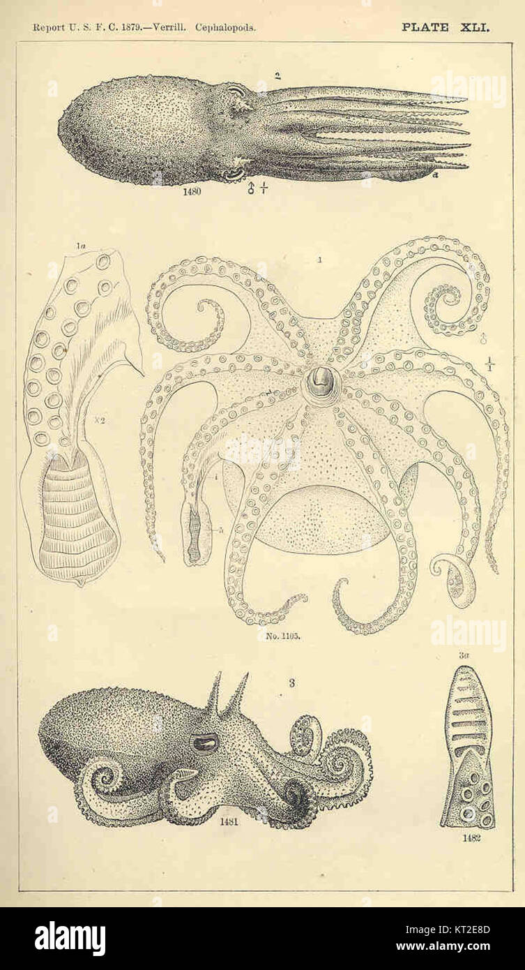 Cephalopods are marine mollusks known for their unique features ...