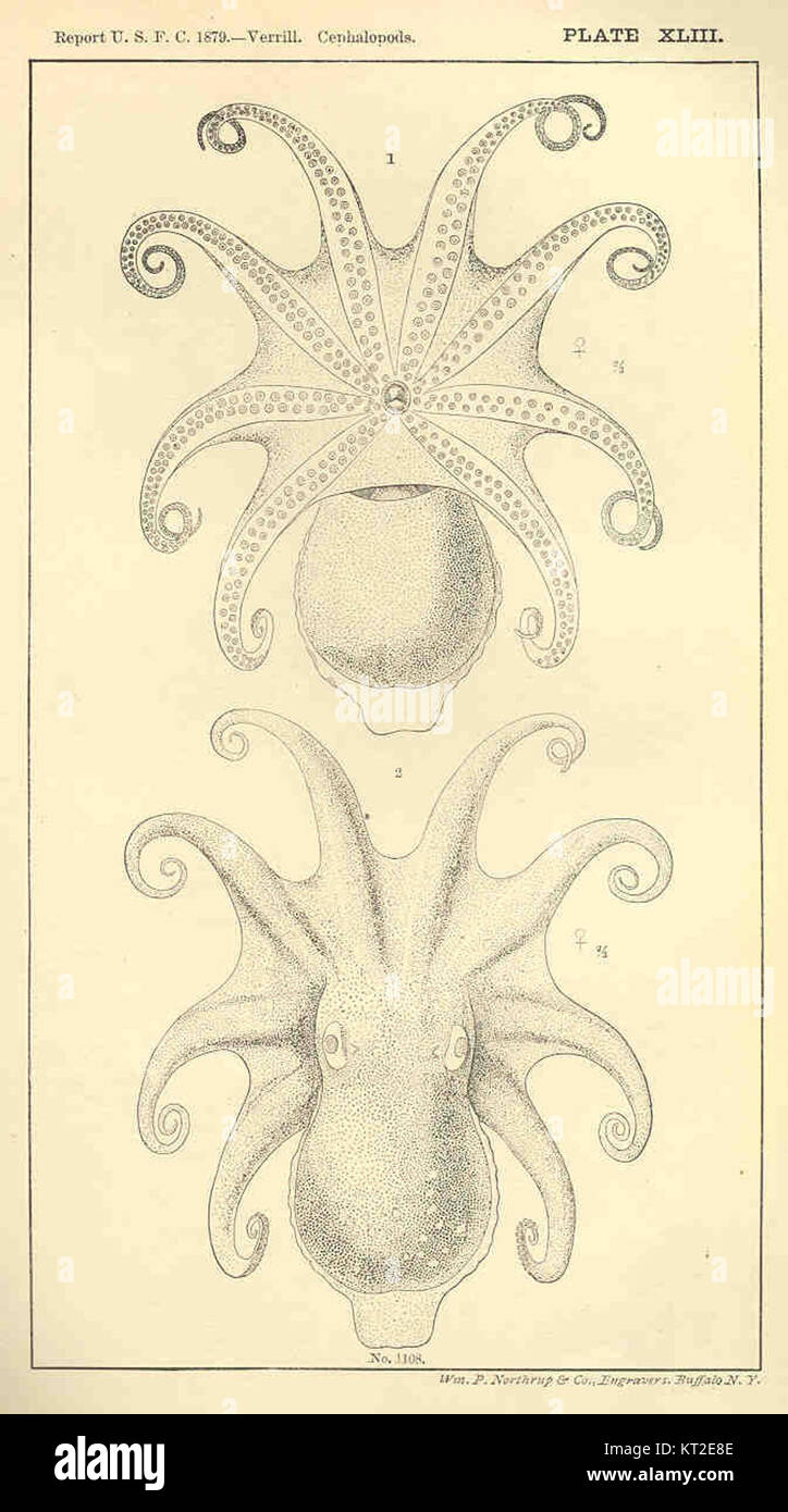 A scientific reference to Cephalopods, including various species such ...