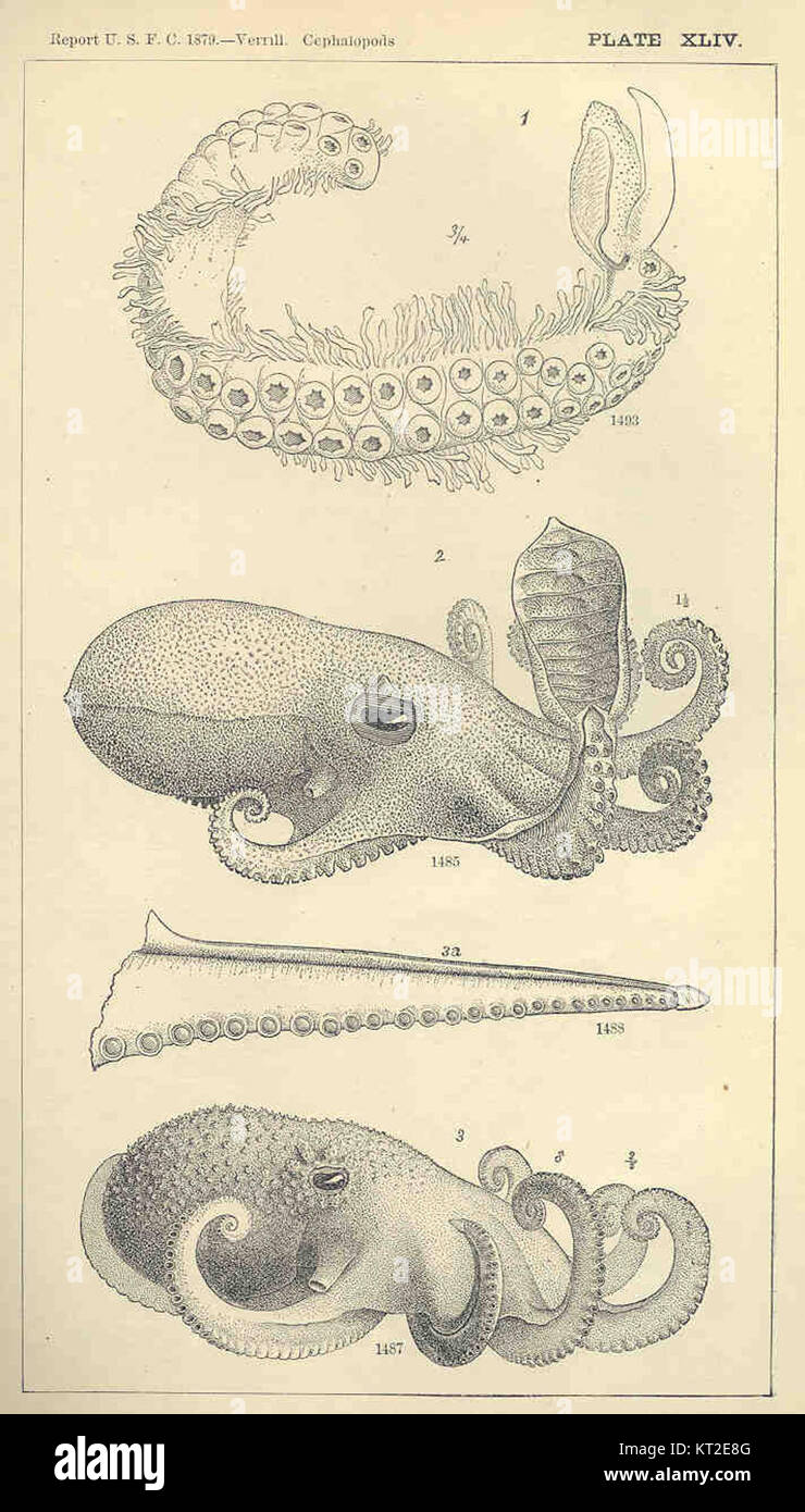 Cephalopods are a class of mollusks known for their intelligence ...