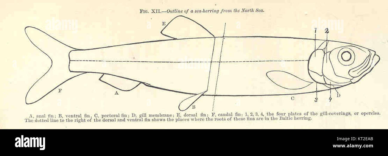 A specimen of sea herring, a species of fish known for its commercial ...