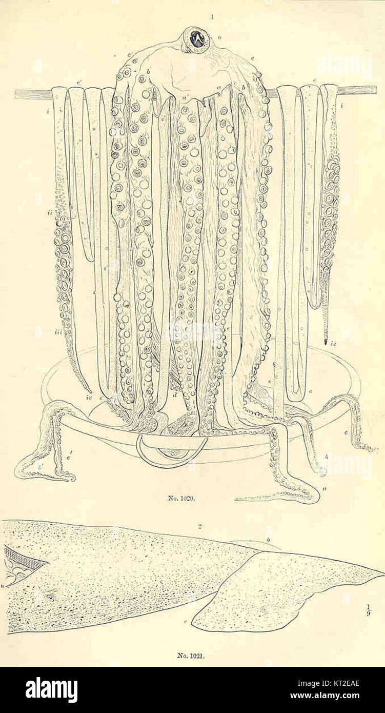 This number references a collection or study of cephalopods, marine ...