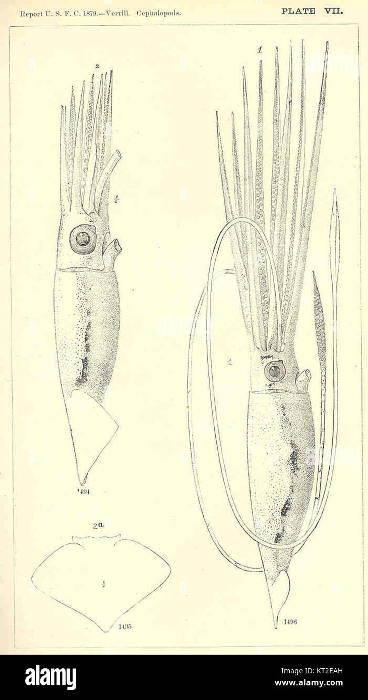 A detailed study of cephalopods, marine mollusks including squids ...