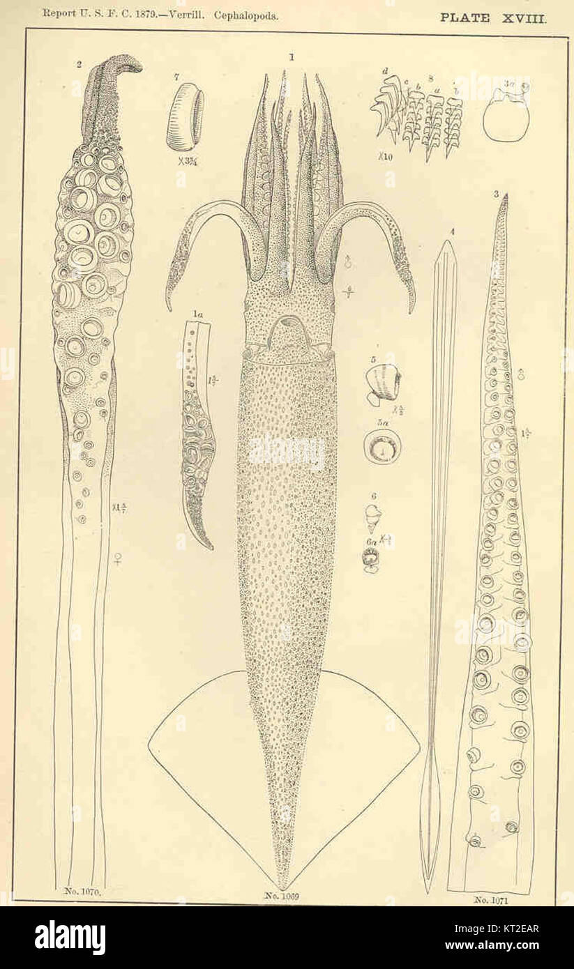 Cephalopods are marine mollusks, including squids, octopuses, and ...