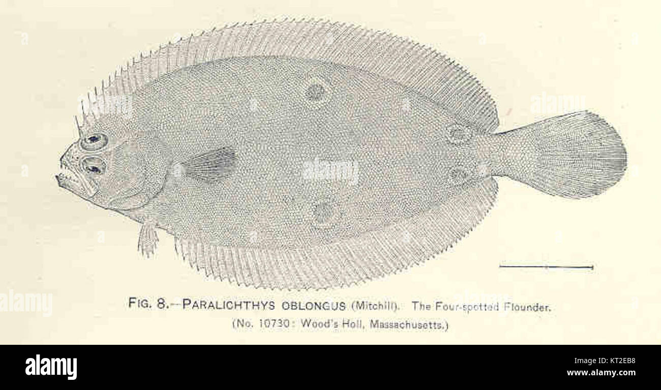 Paralichthys hi-res stock photography and images - Alamy