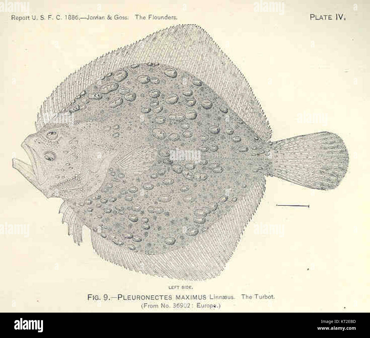Pleuronectes maximus, commonly known as the halibut, is a large species ...