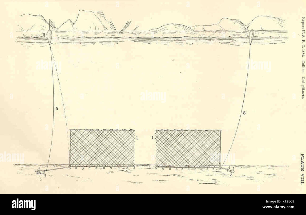 A reference to the Newfoundland cod fishery, specifically gill-net ...