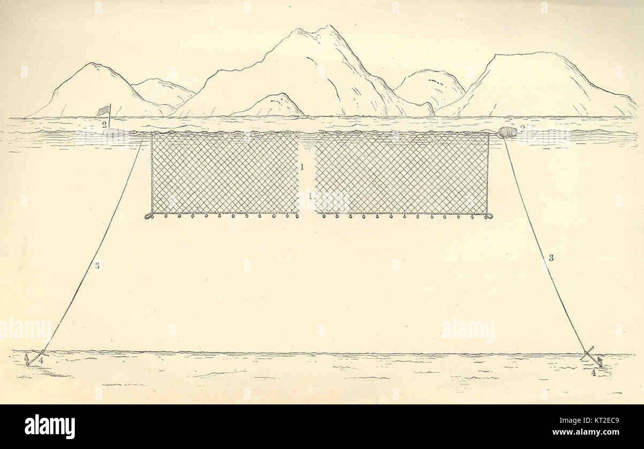 This image relates to the cod fisheries of Newfoundland, where gill ...