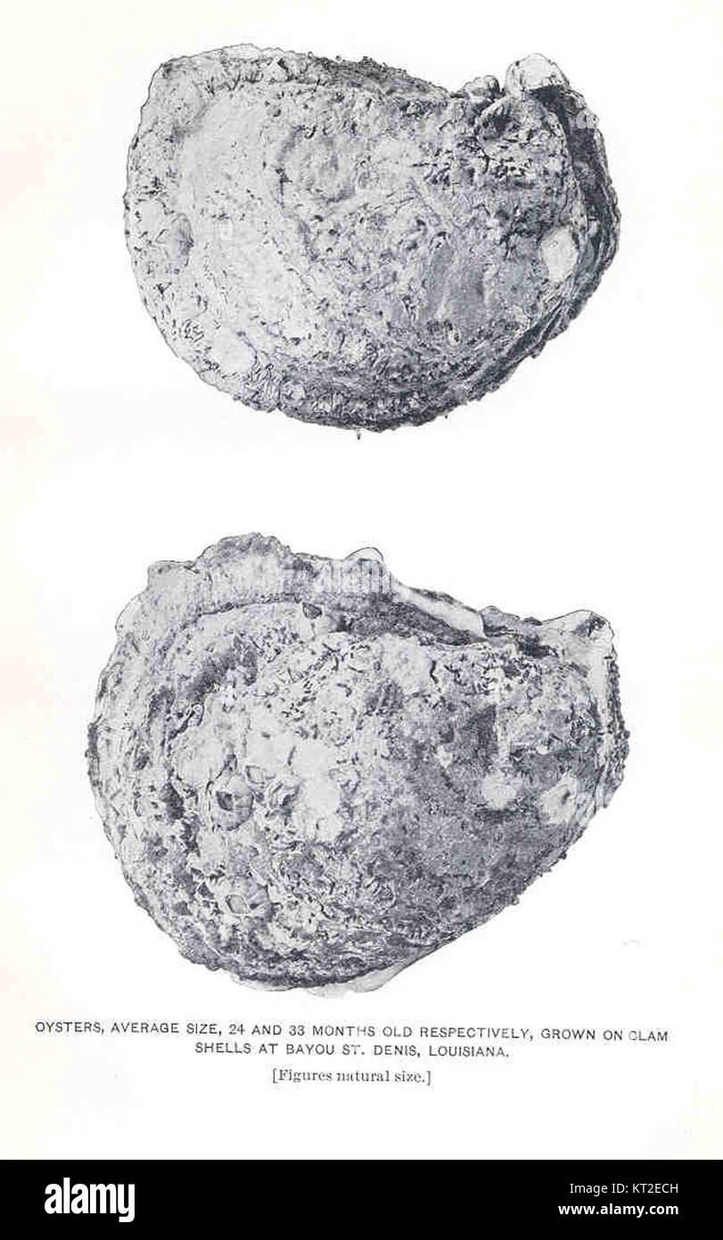 Different oyster species hi-res stock photography and images - Alamy