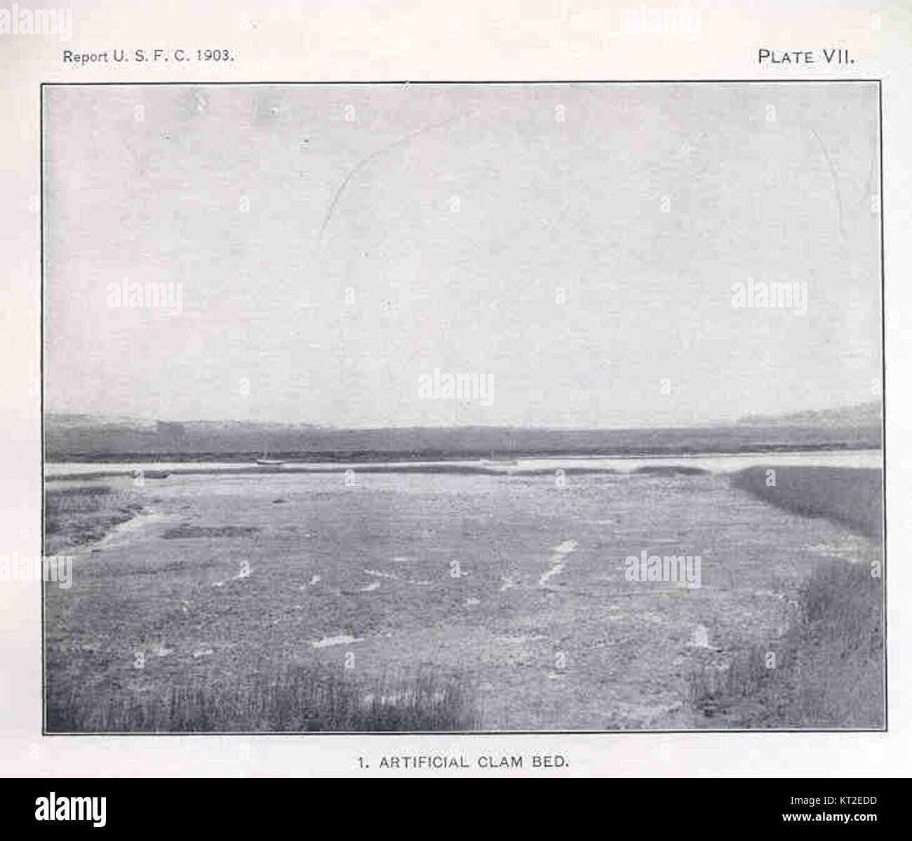 The artificial clam bed is a man-made structure designed to support and ...