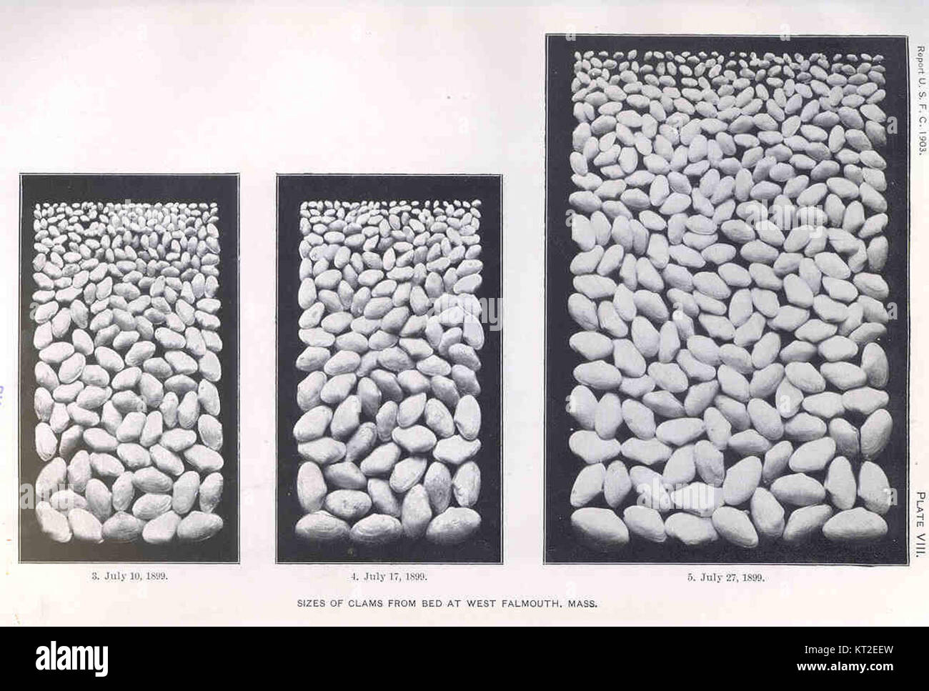 This image documents the various sizes of clams found in a bed located ...