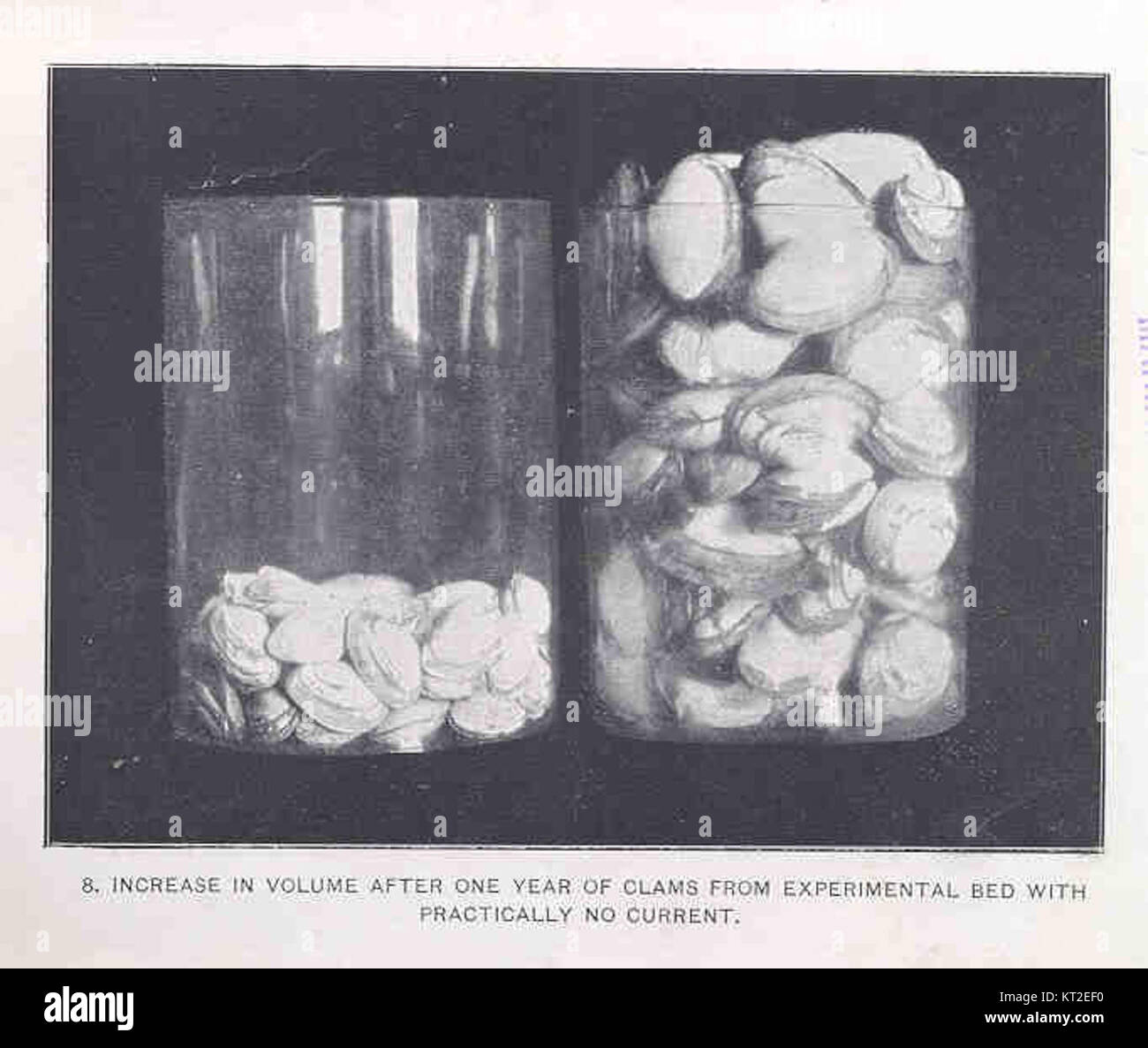This study reports on the increase in clam population and volume after ...