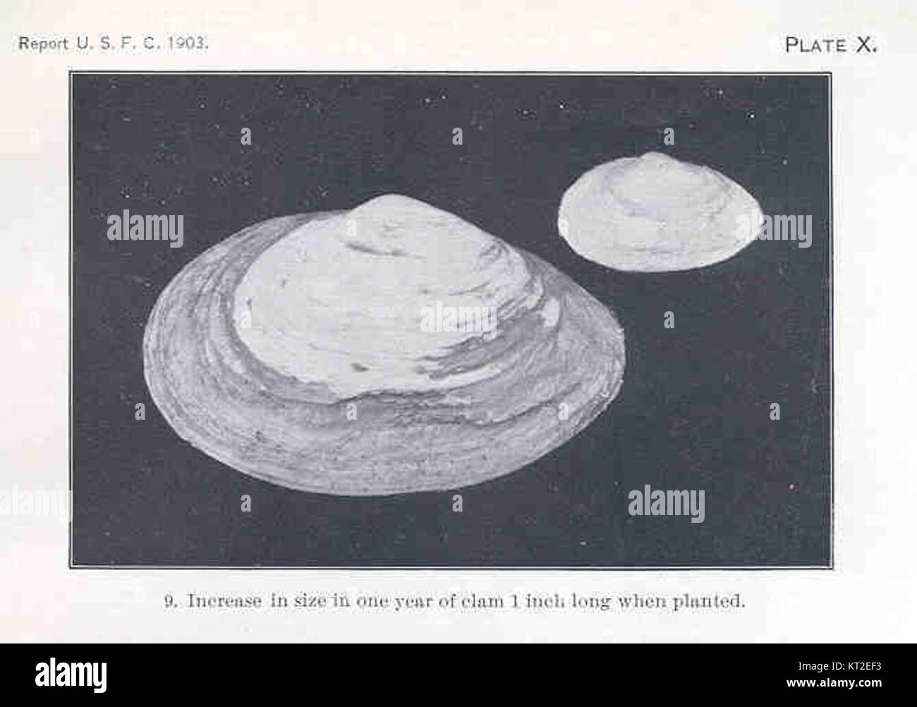 The study involves clams collected from an experimental bed with ...