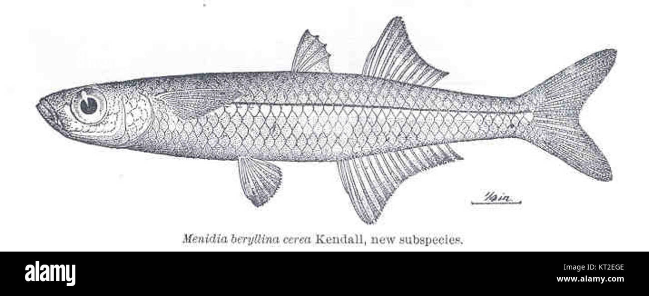 Menidia beryllina hi-res stock photography and images - Alamy