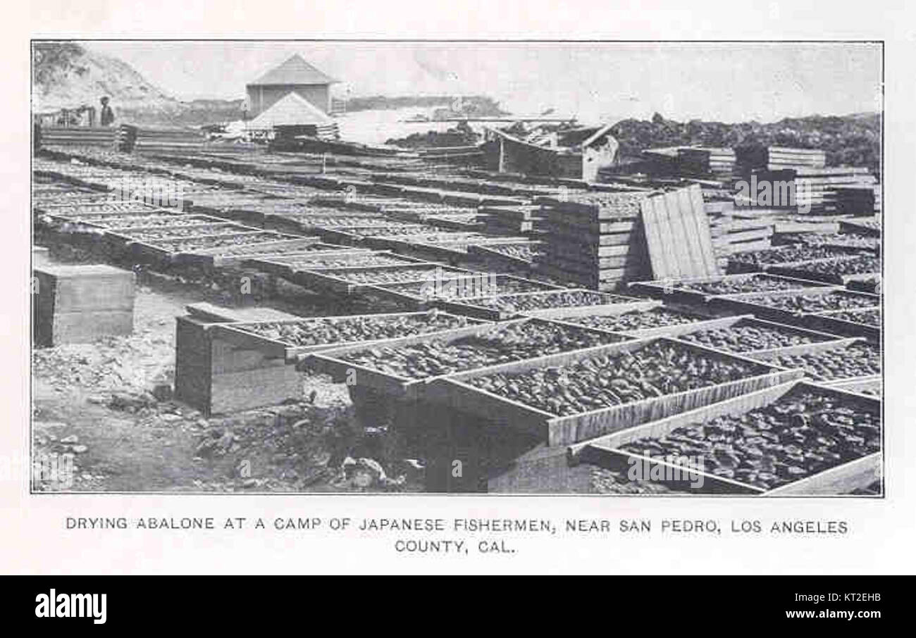 This photograph shows Japanese fishermen drying abalone at a coastal ...