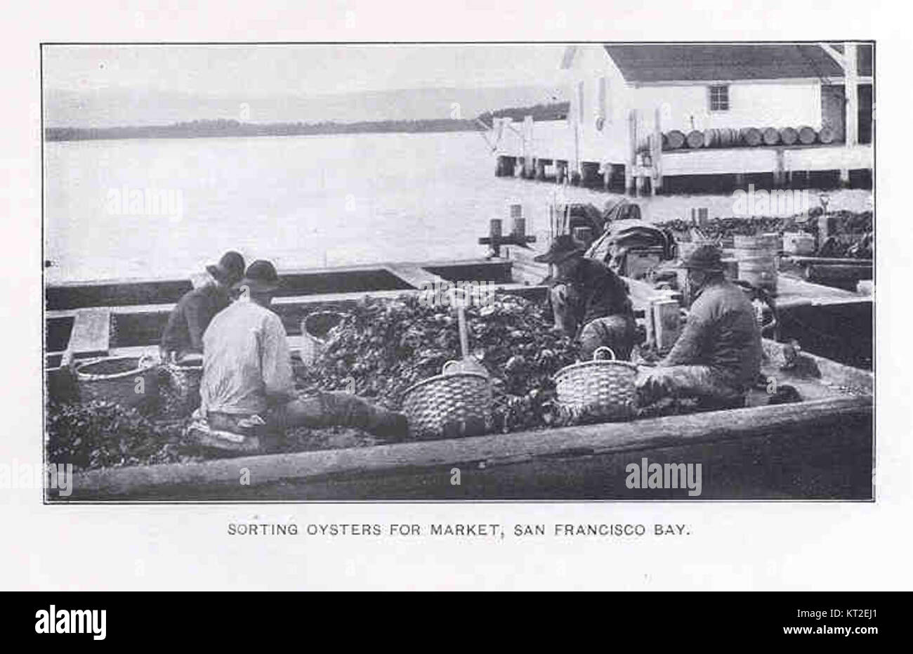 This photograph depicts workers sorting oysters for market along San ...