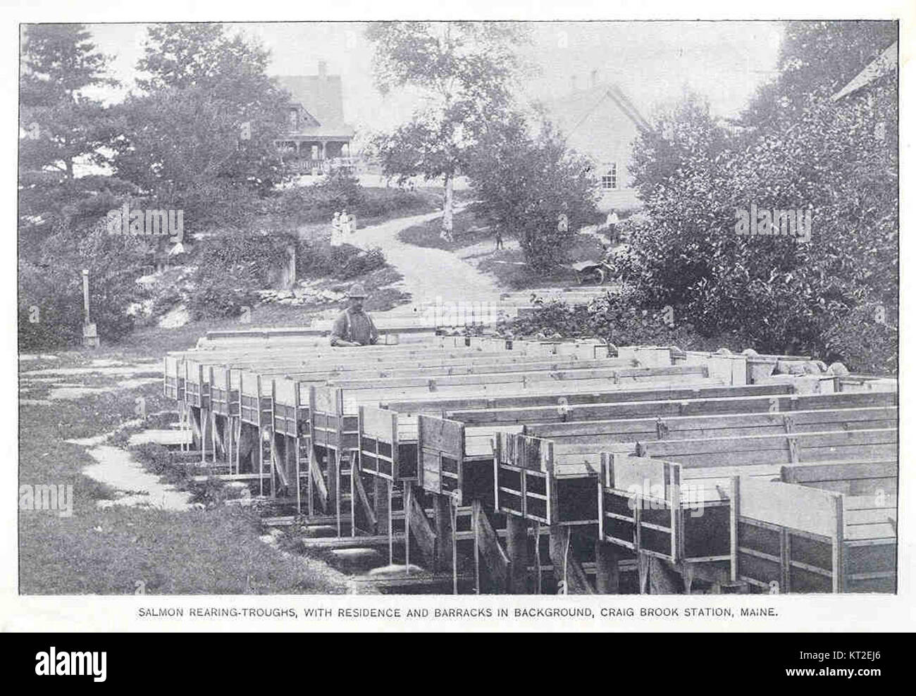 This photograph depicts salmon rearing-troughs with a residence and ...