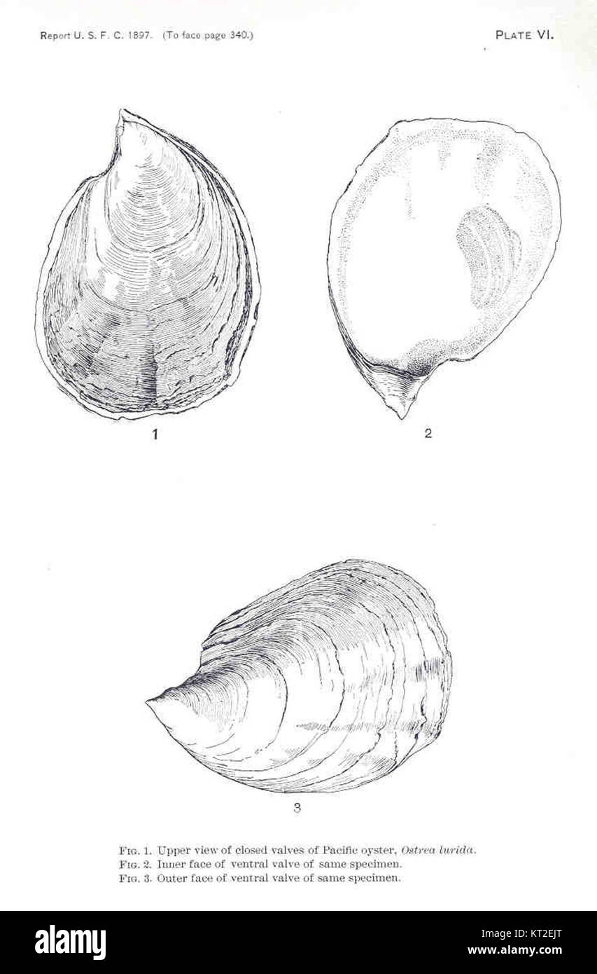 Turida hi-res stock photography and images - Alamy