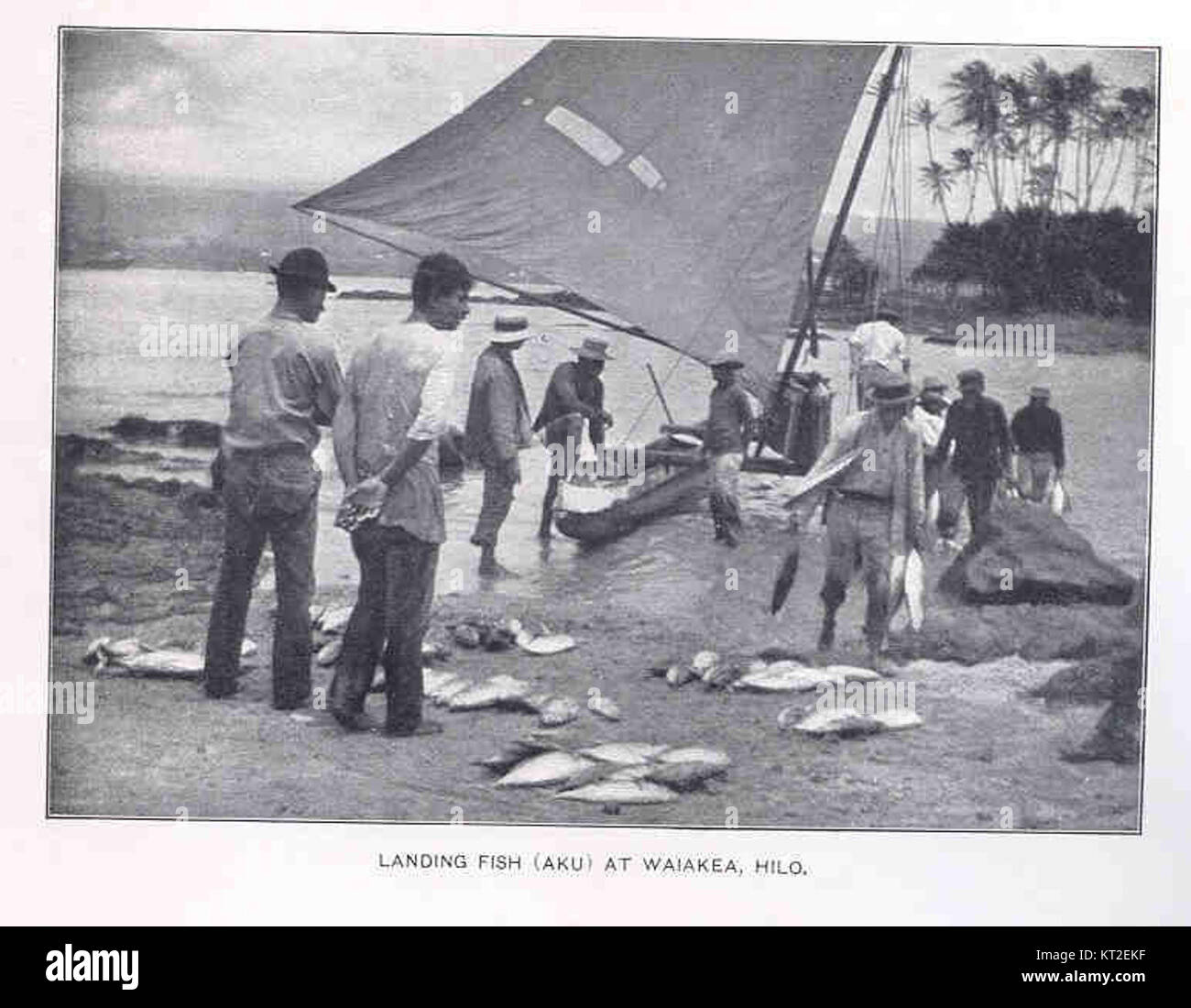 This photograph captures the landing of Aku (skipjack tuna) at Waiakea ...