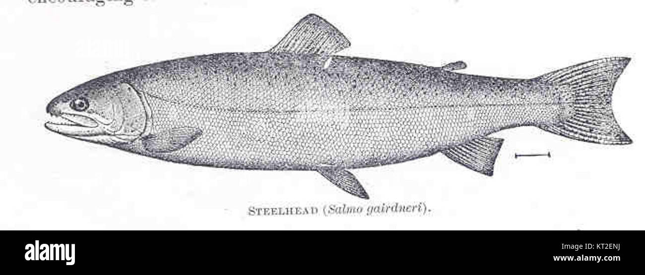 Steelhead, a species of rainbow trout, is widely known for its ...